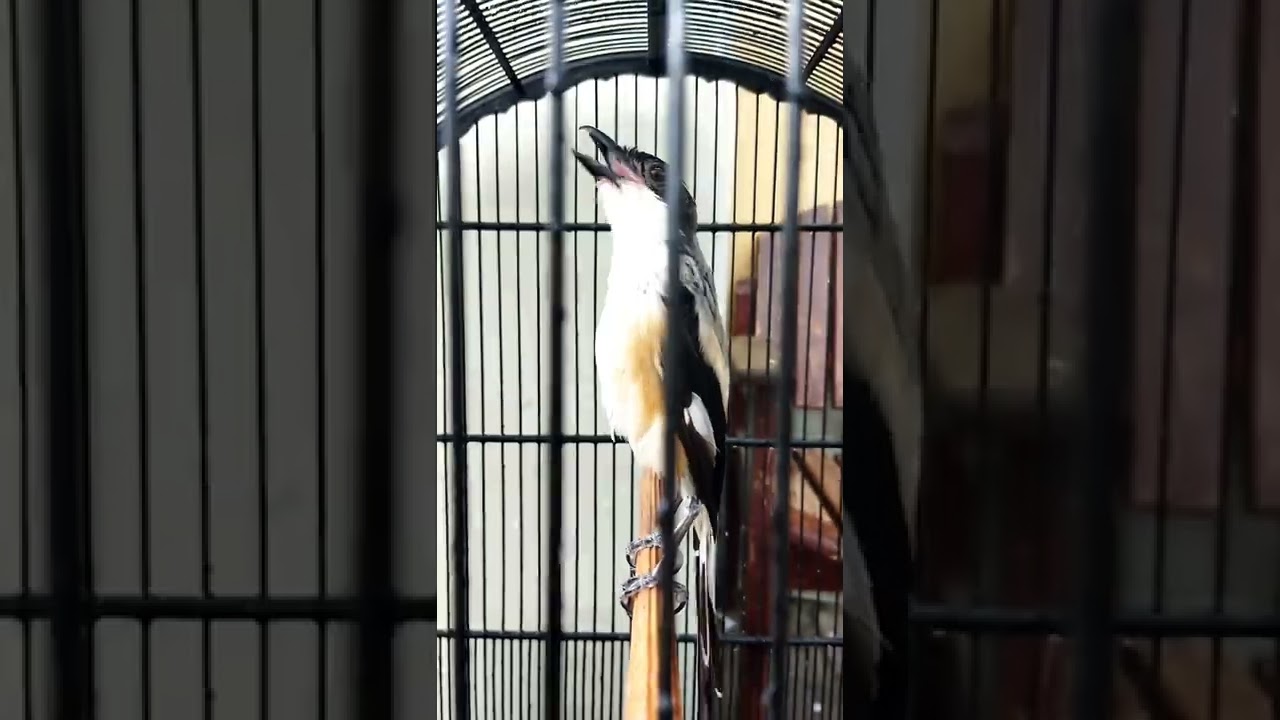 Cendet viral roll tembak sambung raja getar panjang - YouTube