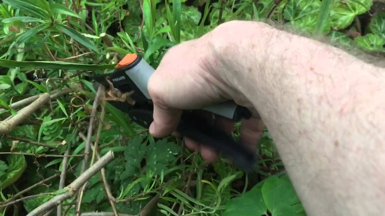 Penstemon Pruning - YouTube