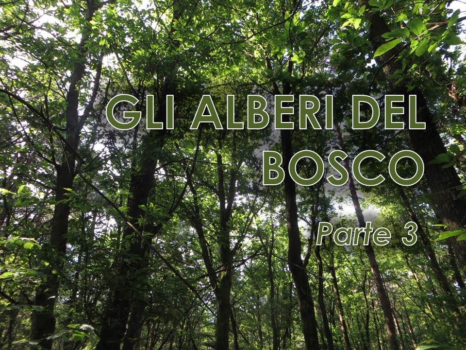Gli alberi del bosco - Parte 3/3 - YouTube