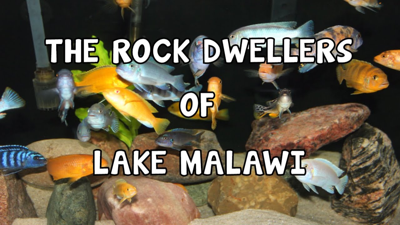 SPECIES PROFILE OF AFRICAN CICHLIDS MBUNA OF LAKE MALAWI - YouTube