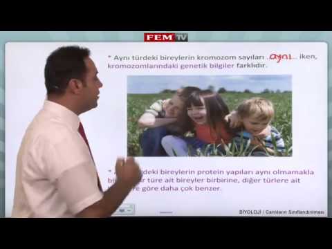 CANLILARIN SINIFLANDIRILMASI