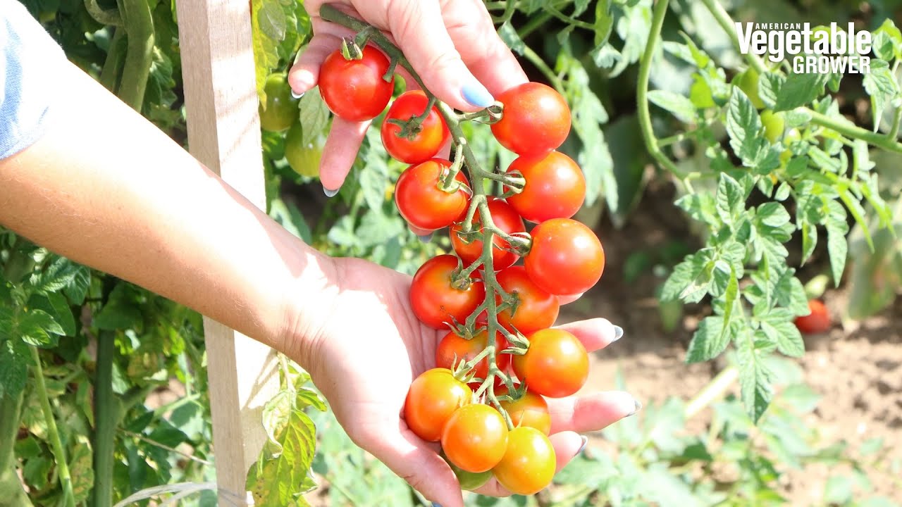 Tonatico Cherry Tomato from Bejo Seeds - Vegetable Seed Trials 2023 ...