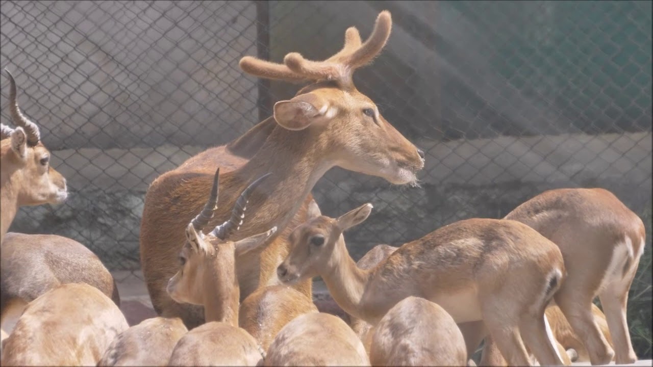 The Sangai Deer or Brow antlered deer, Manipur, India - YouTube