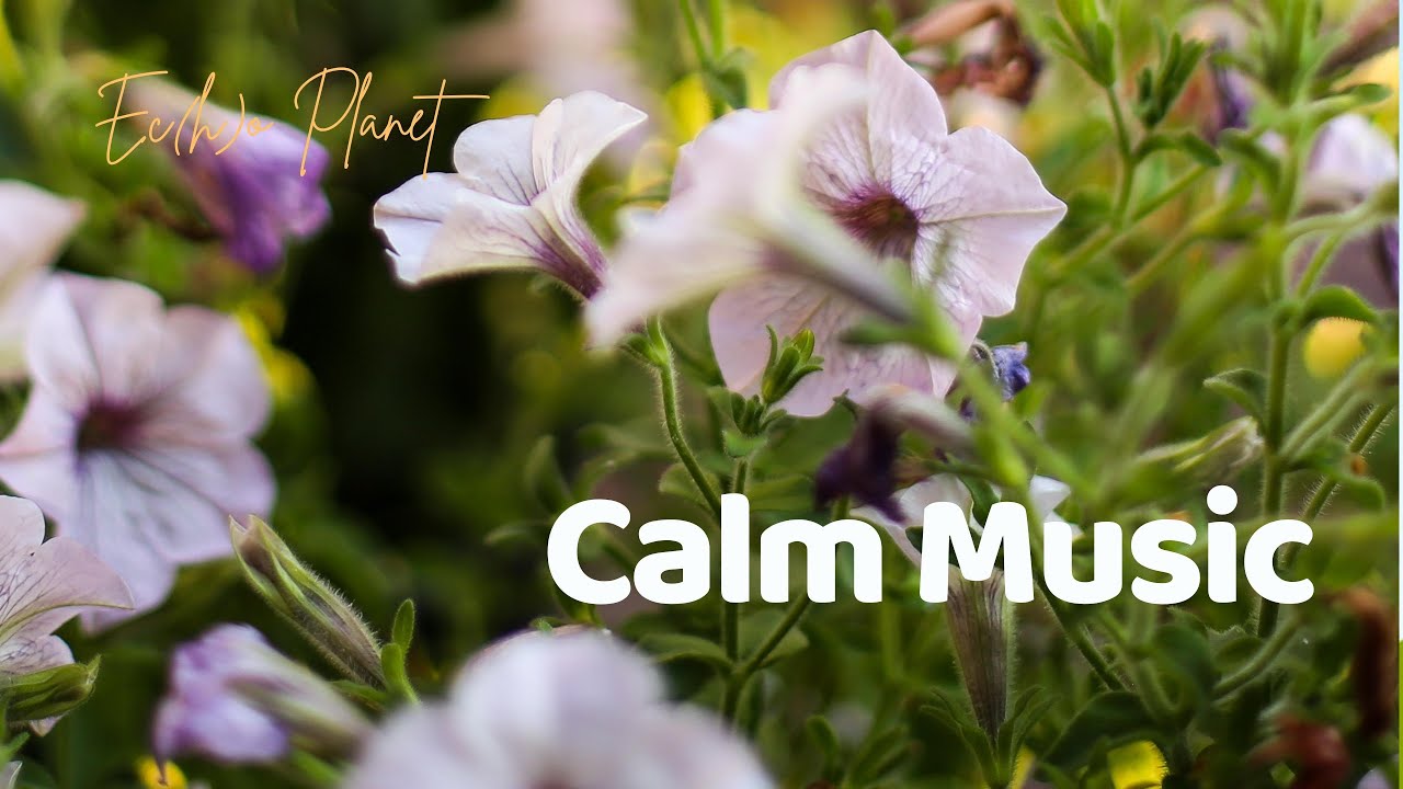 Find Inner Peace with 1 Hour of Calm Music for Stress Relief: Flowers ...
