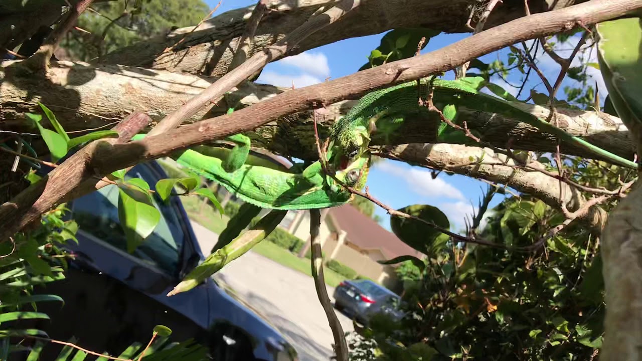 3/30/2020-Discovered 2 Cuban knight anole ~ chipojo Lizards fighting ...