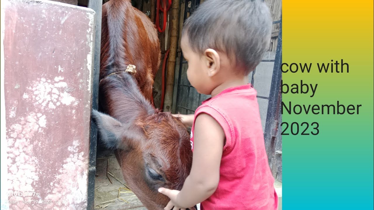 Cows video,cow and baby playing#cow eating grass November 2023 - YouTube