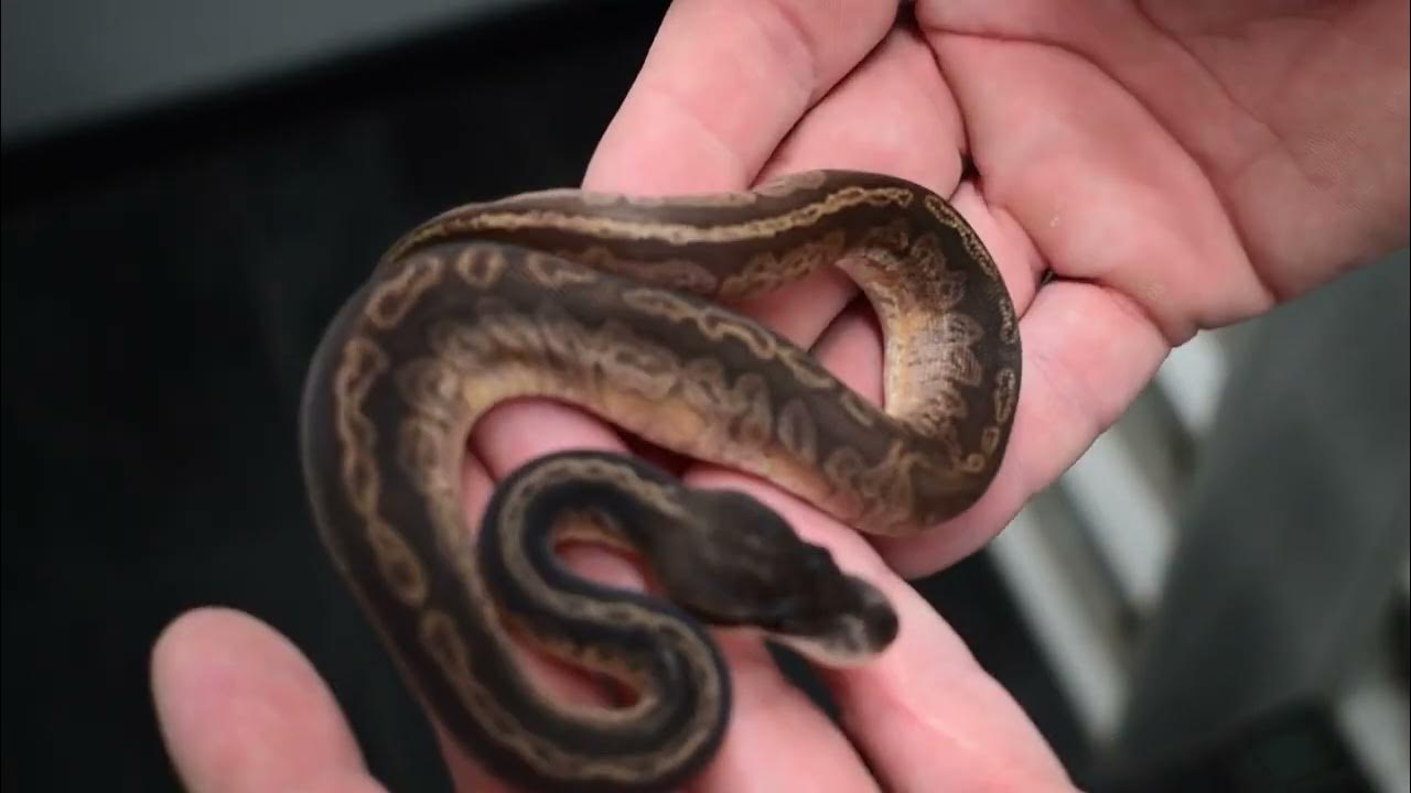 Sunset ball python clutch update - YouTube