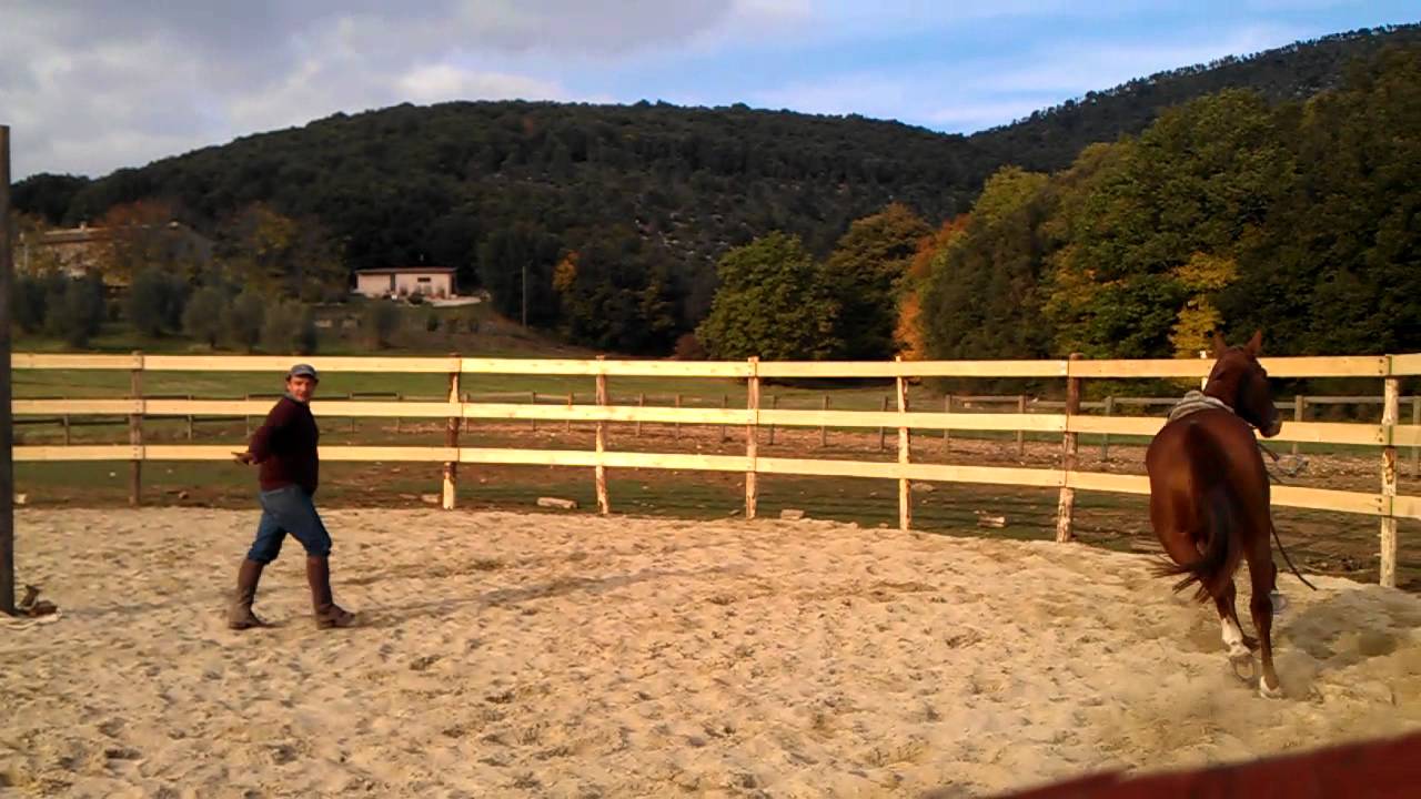 Sauro Anglo Arabo 4 anni | Addestramento Cavalli Quiquerez - YouTube