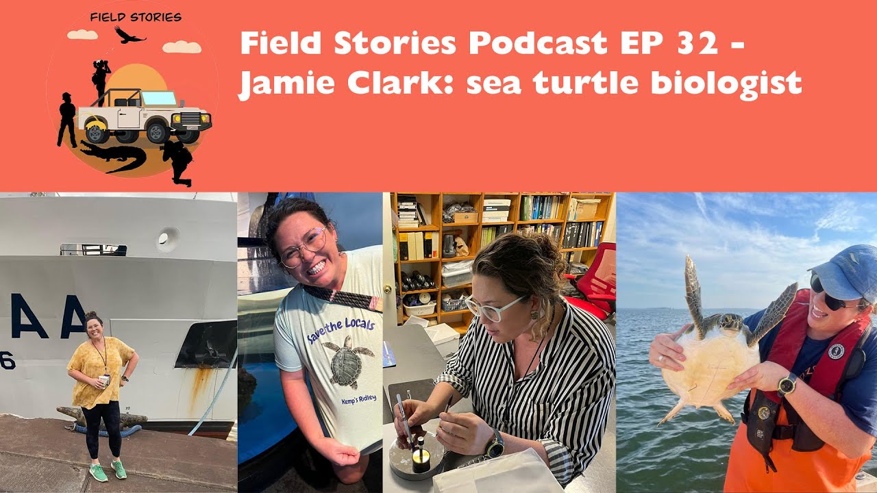Field Stories EP.32 - Jamie Clark: sea turtle biologist 🐢 - YouTube