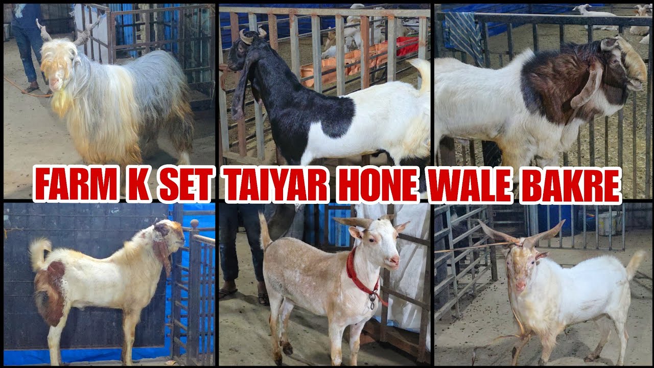 Khubsurat Kashmiri,Barbare Or Kota Aaye Hai Agwan Goat Farm Pe Bhiwandi ...