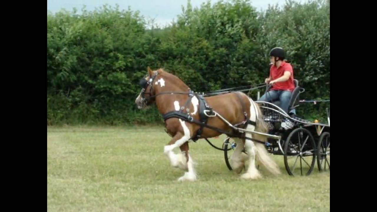 Carriage Driving Arena Challenge Drive and Cones Part 2 - YouTube