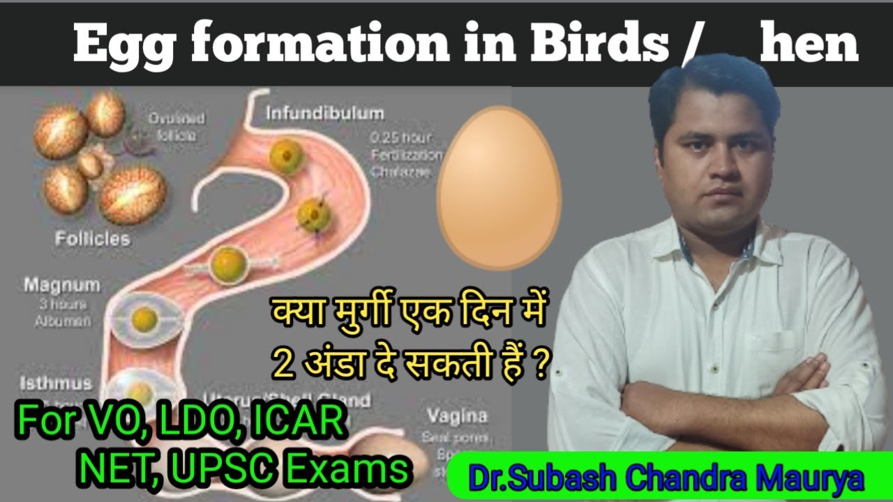 Process of Egg formation in Birds/ Poultry Science/ Crazy Vet Classes ...