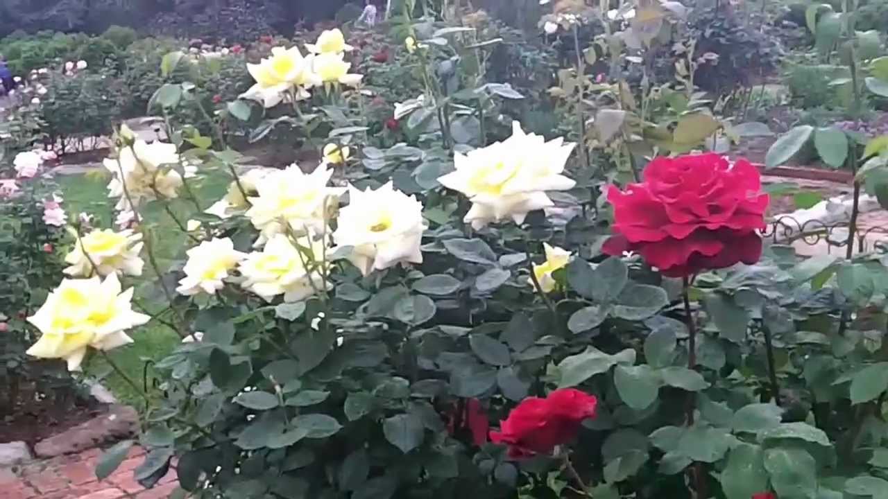 The Rose Garden ( 2 ) - At The National Cathedral - Washington DC - 5/5 ...