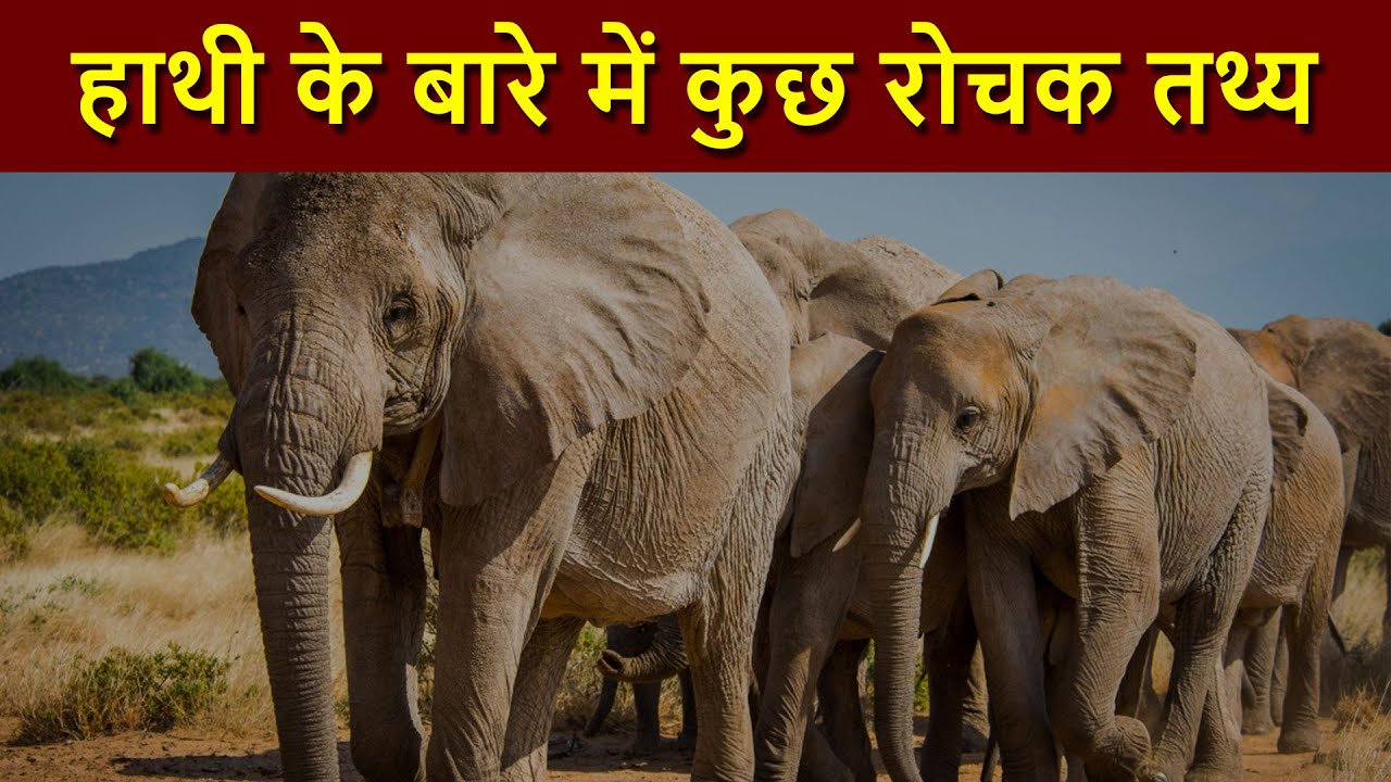 हाथी के बारे में कुछ रोचक तथ्य | Some Interesting Facts About Elephant ...