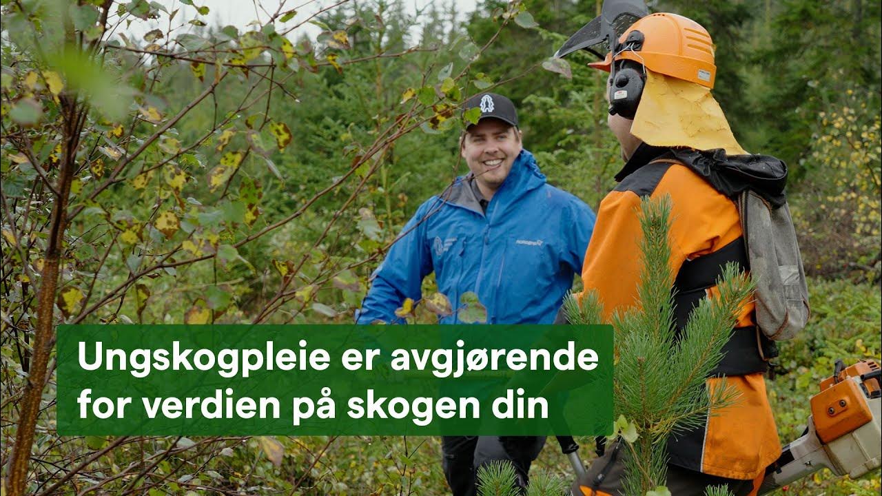 Ungskogpleie er avgjørende for verdien på skogen din - YouTube