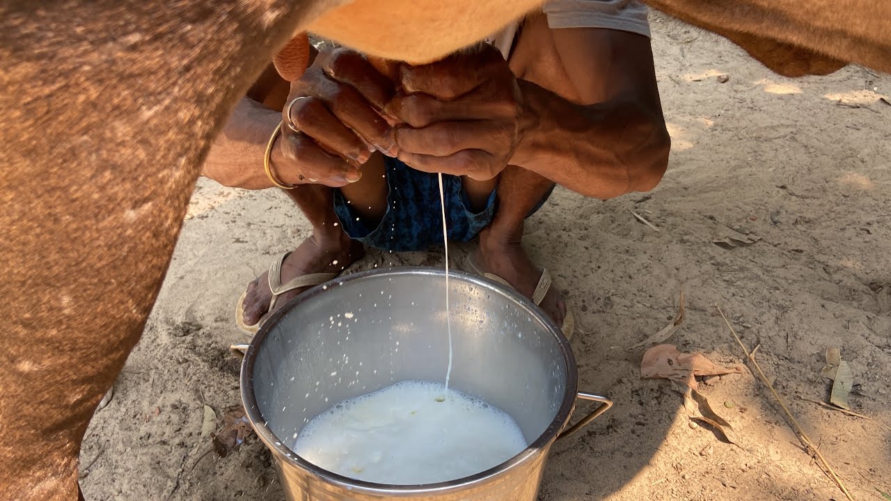 Hand Milking Process Manually - YouTube