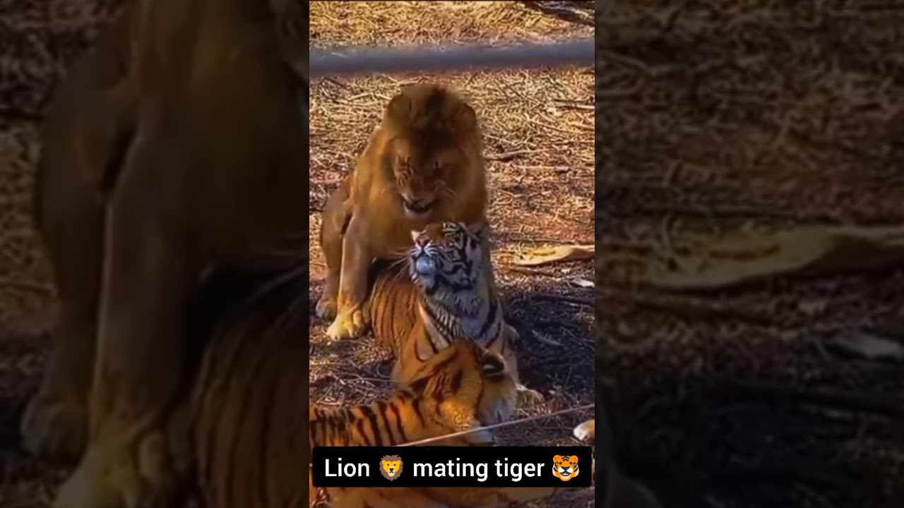 Lion 🦁 mating tiger. lion mating with female tiger 🐯#shorts - YouTube