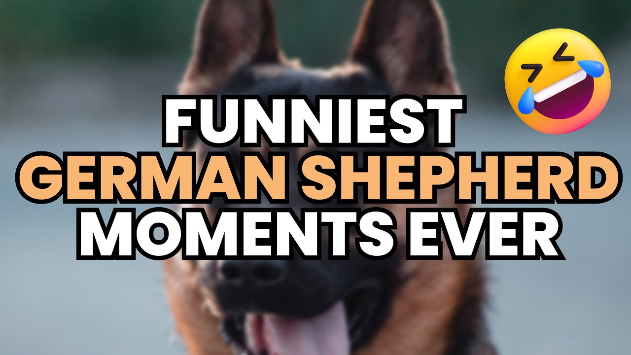Funny German Shepherd Compilation | Guarantee to make you LAUGH - YouTube