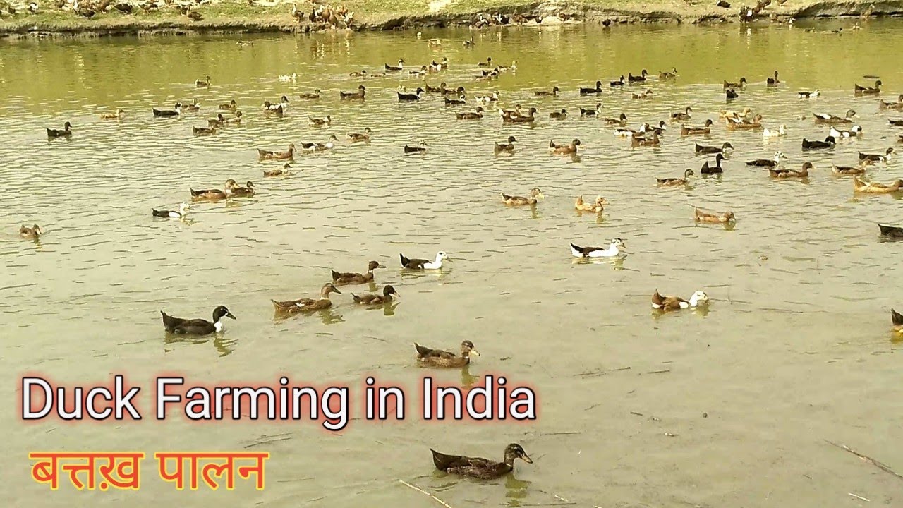Duck farming for Egg Production in India || Duck farming in Hindi II ...