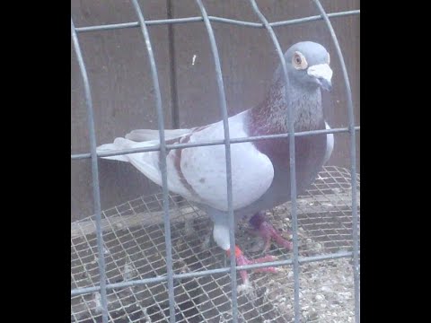 breeding racing pigeons, inbreeding, line breeding - YouTube