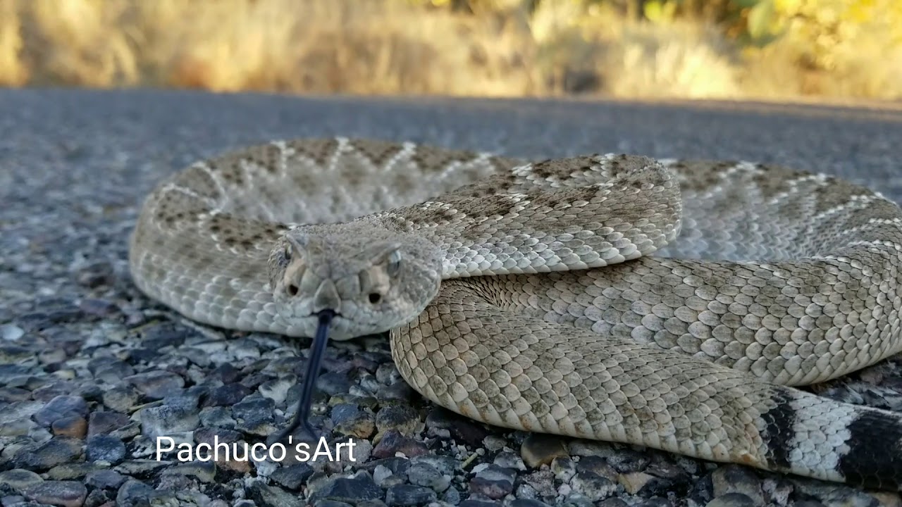 Western diamondback rattlesnake sunbathing on the road - YouTube