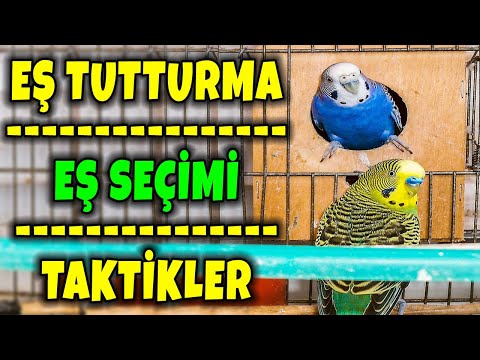 MUHABBET KUŞU EŞ TUTTURMA , TAKIM YAPMA , EŞ SEÇİMİ ? TAKTİKLER
