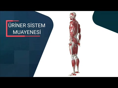 Üriner Sistem Muayenesi 1/2