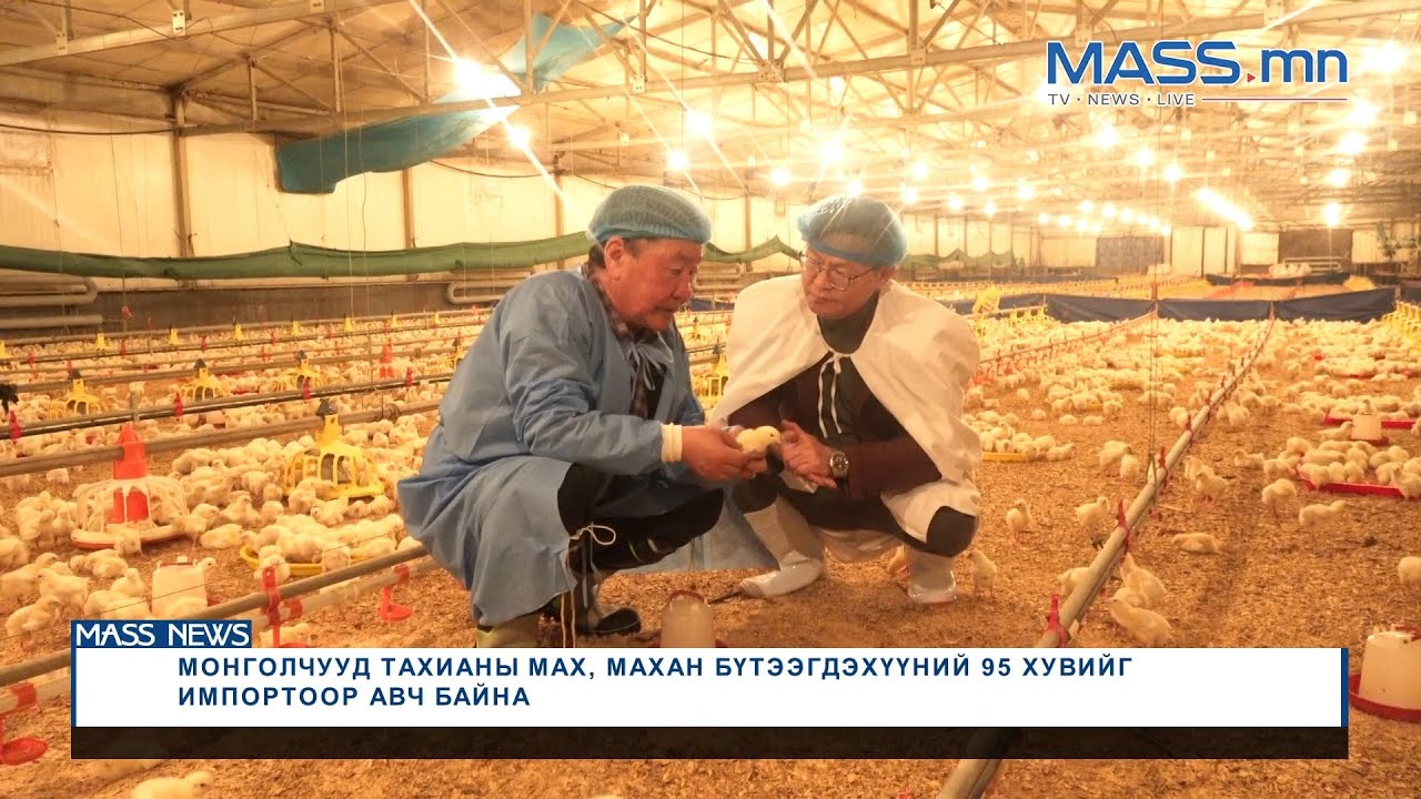 Монголчууд тахианы мах махан бүтээгдэхүүний 95 хувийг импортоор авч