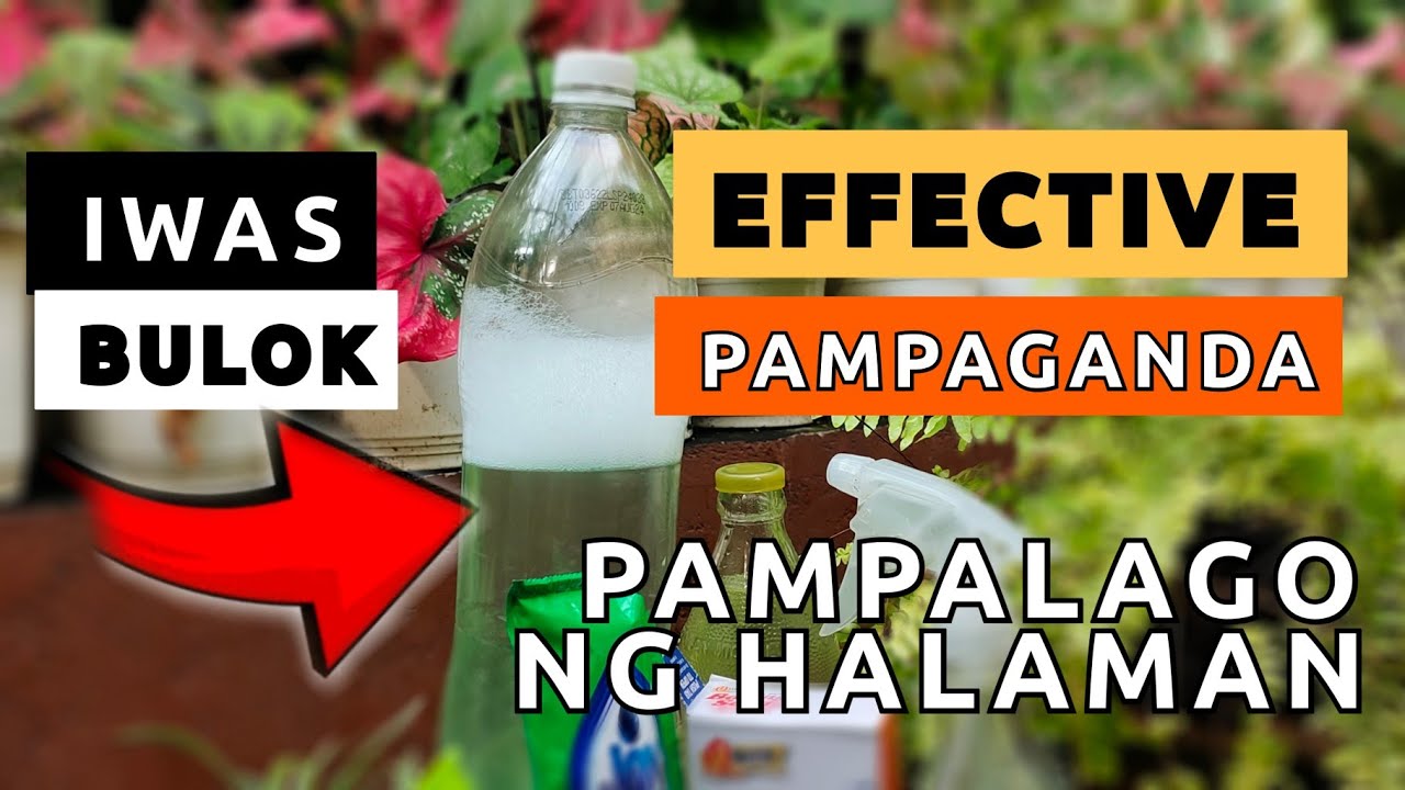 EFFECTIVE PAMPAGANDA NG HALAMAN | SPRAY THIS TO YOUR PLANTS ON THIS ...