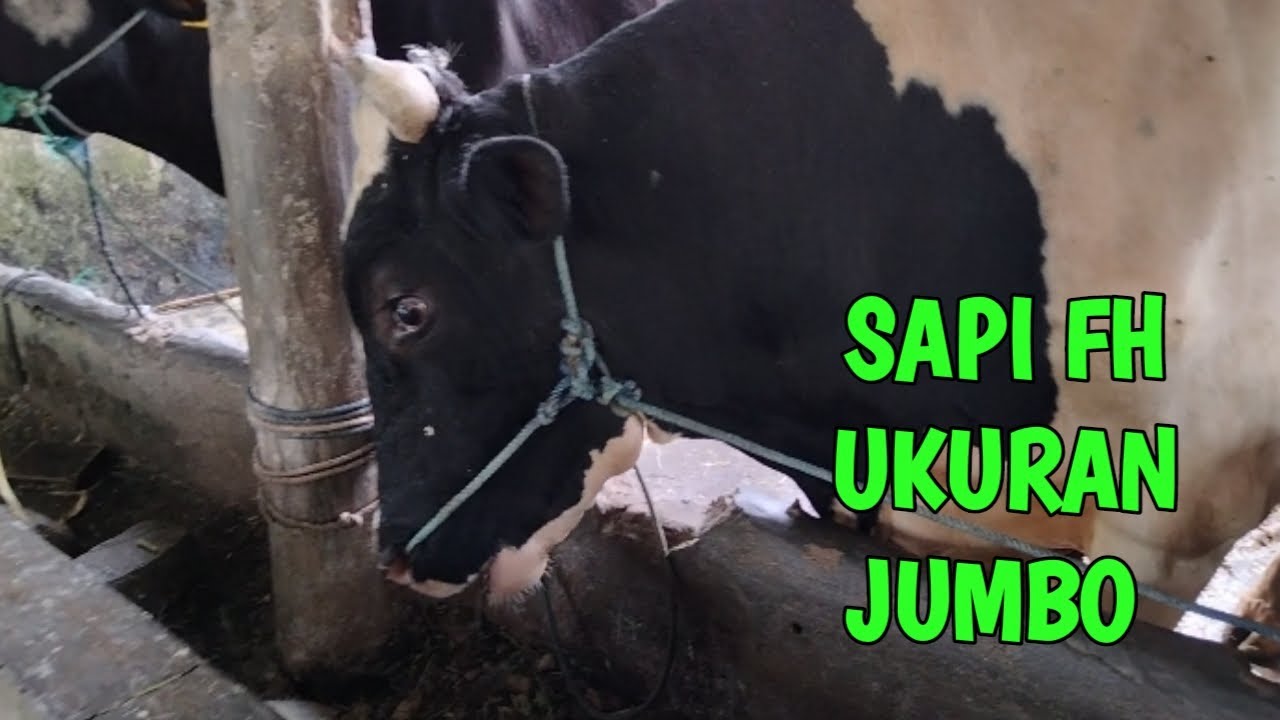 Sapi FH Jantan Berukuran Jumbo || Sapi Perah Jantan - YouTube