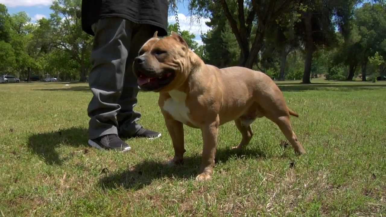 AMERICAN BULLY - SUGAR DADDY(14mos) - YouTube