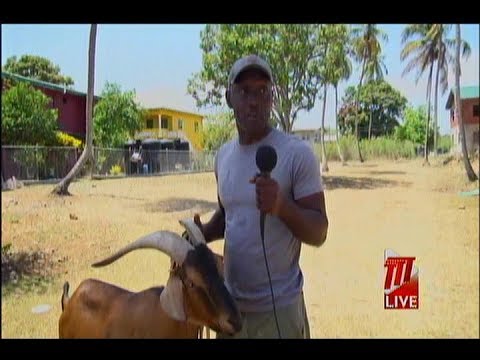 Tobago's Goat Racing Tradition Affected By COVID-19 - YouTube