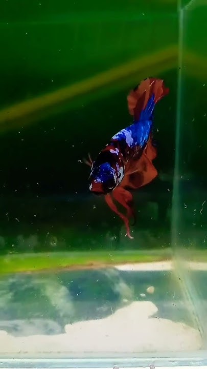#bettas BETTA PK KOI - YouTube