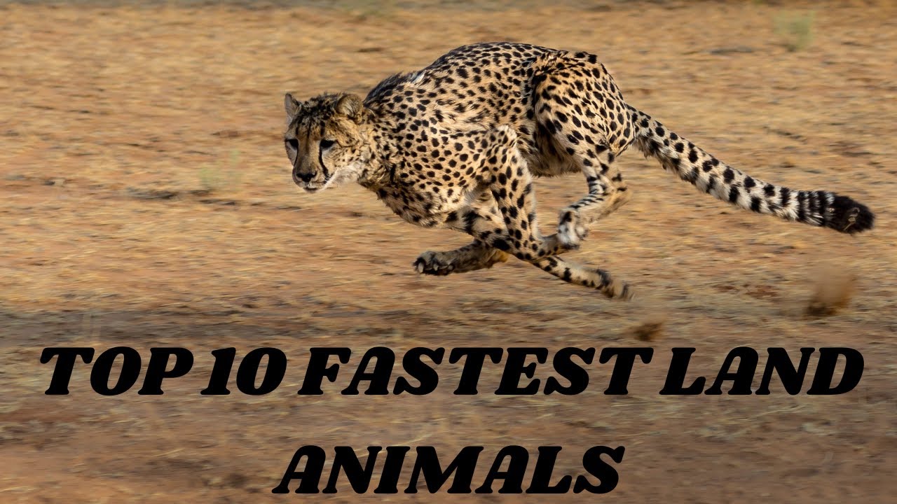 Top 10 Fastest Land Animals ....... Built For Speed!!!!!!! - YouTube