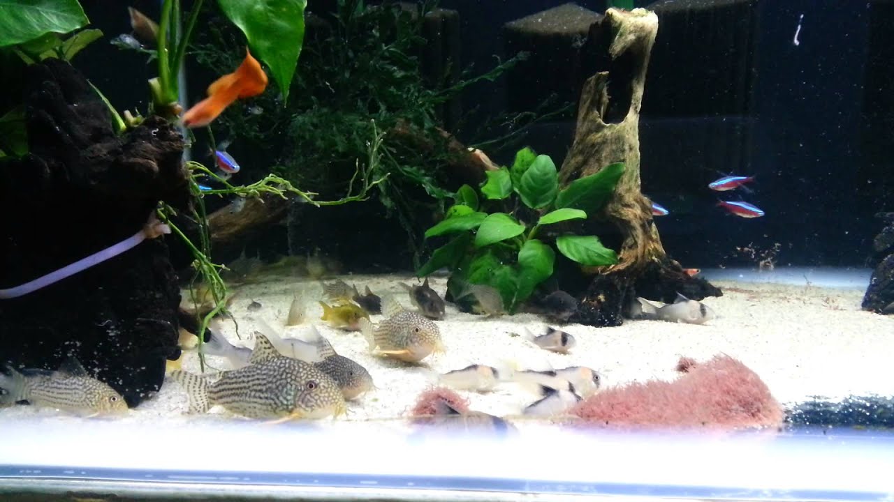 Feeding Corydoras - YouTube