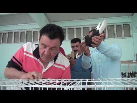 Afyon Süs Tavukları ve 2.Güvercin Güzellik Yarışması Festivali 16.06.2019 Ful Part 01