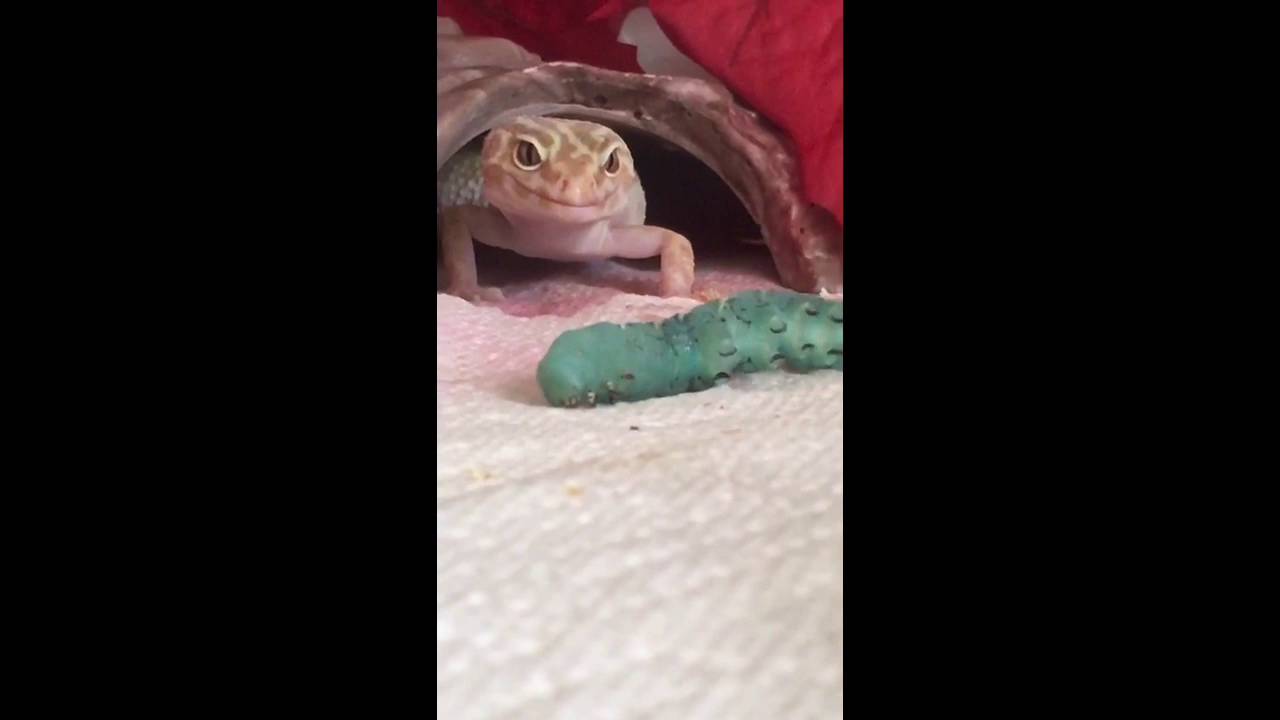 Geckos fight over hornworm - YouTube