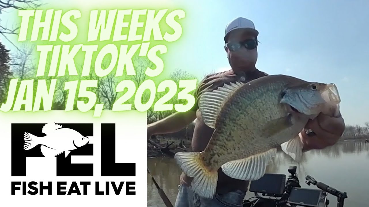 Fish Eat Live TIkToks Jan 15th - YouTube