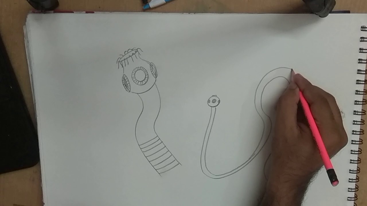 how to draw taenia solium - YouTube