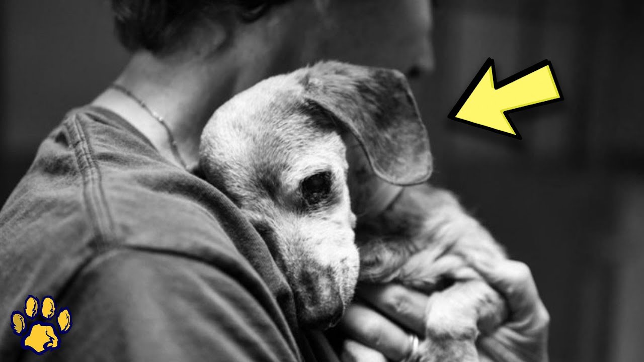 Elderly Dog, Long Lost and Nearly Forgotten, Recognizes His Master in a ...