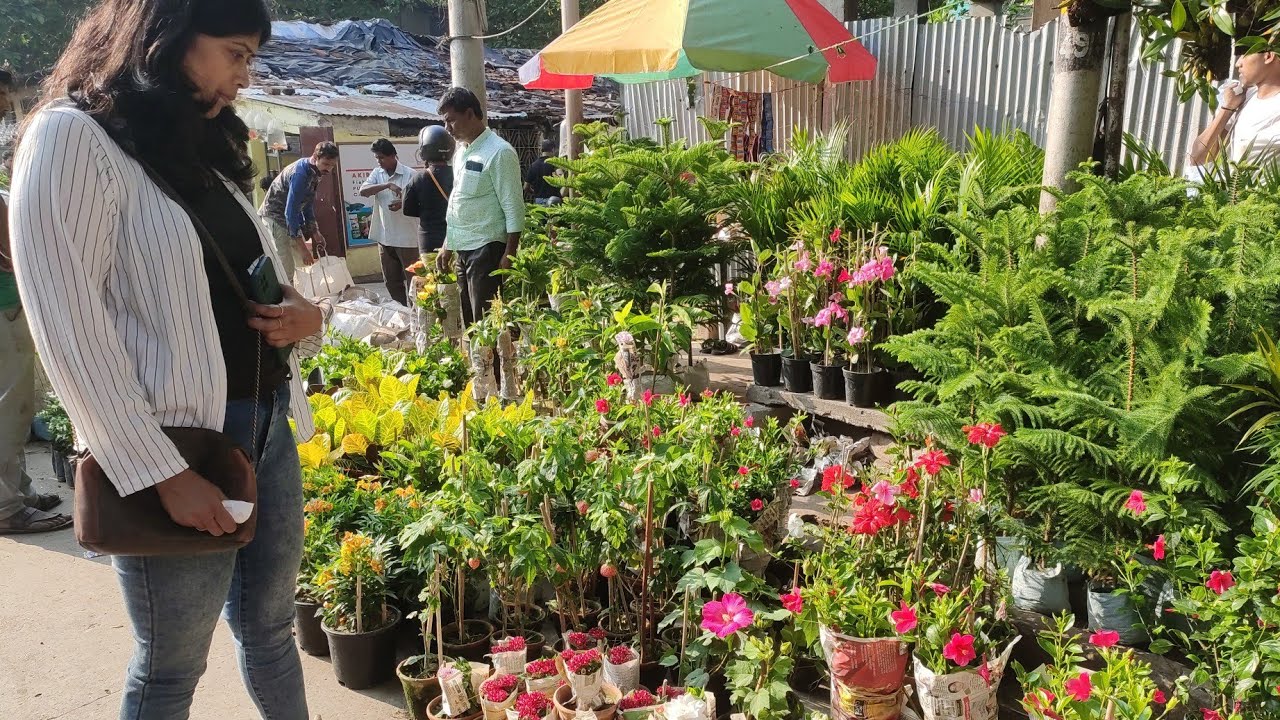 rose,hibiscus,chrismas tree,arica plam, korobi plant recent price and ...