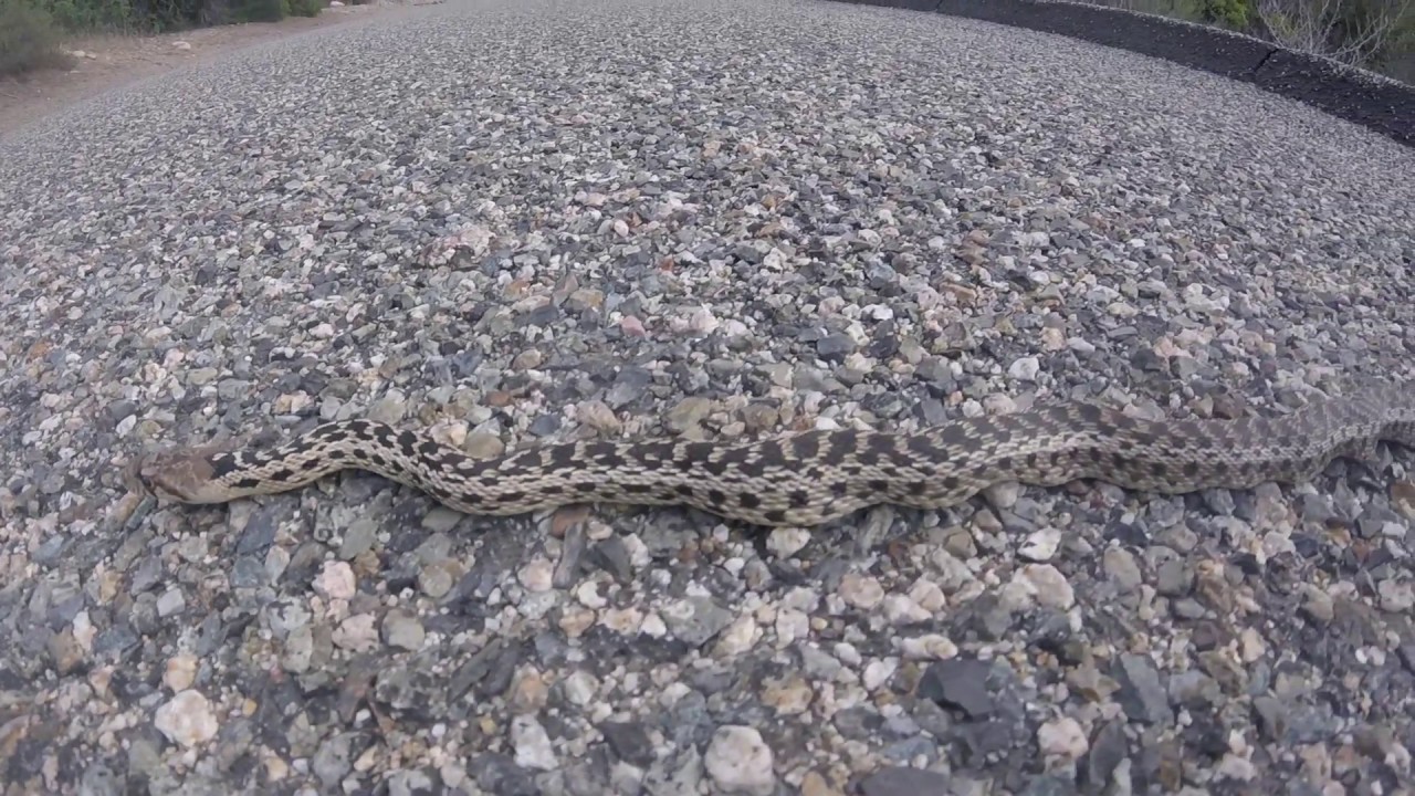 Southern Cali Herping 5/9/20- "Gopher Snake" - YouTube