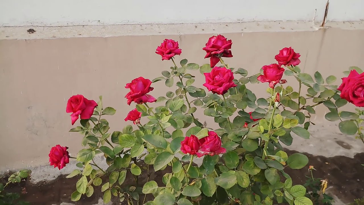 Gardenia - El Toro Rose Blooming 5th April 2018 - YouTube