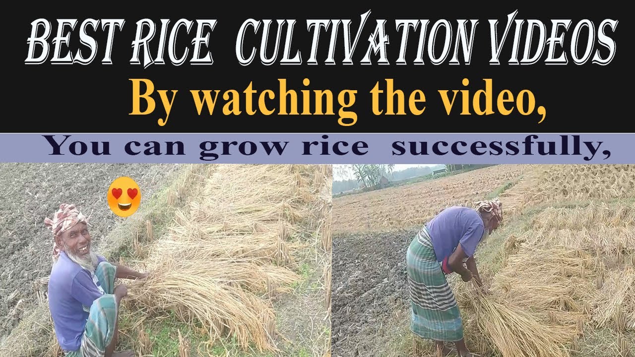 how Rice is made step by step, Rice Cultivation Video - YouTube