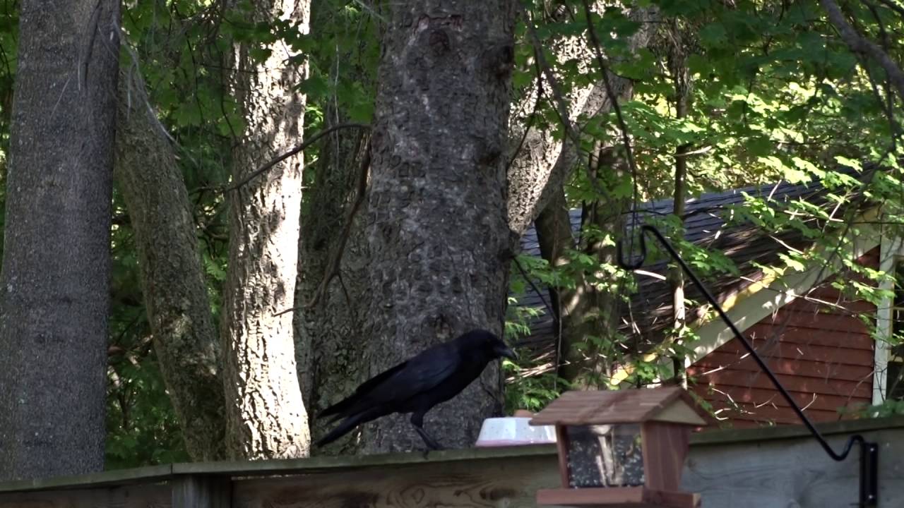 Crow Feeding Experiment- Learning about Dishes - YouTube
