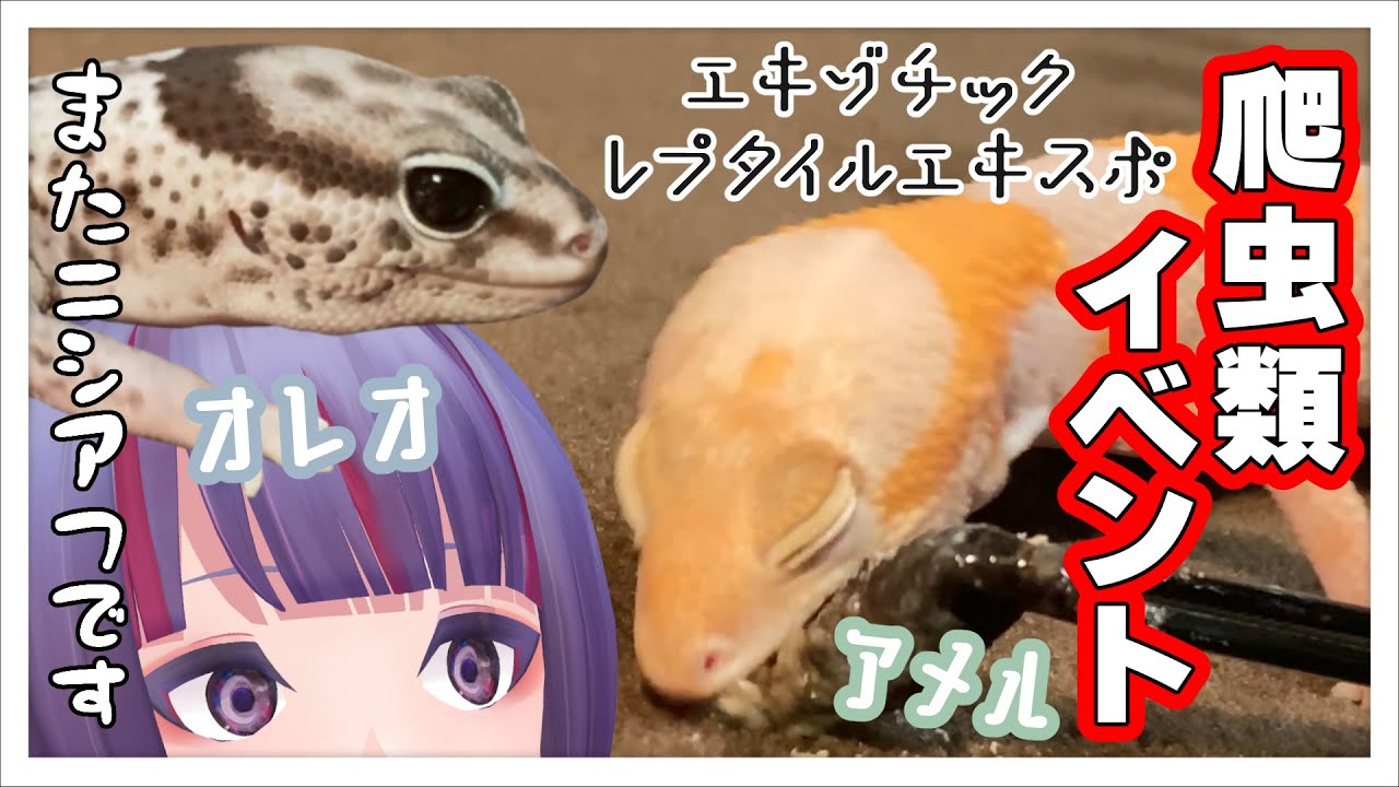 【お迎え】年始から爬虫類イベント「エキゾチックレプタイルエキスポ」に…！【VTuber/個人勢/個人VTuber/爬虫類/レプタイル/ニシアフ ...