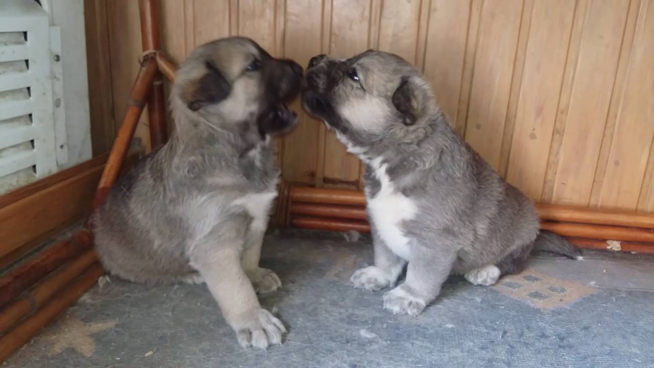 Two Adorable Mixed Husky Puppies Fight - YouTube