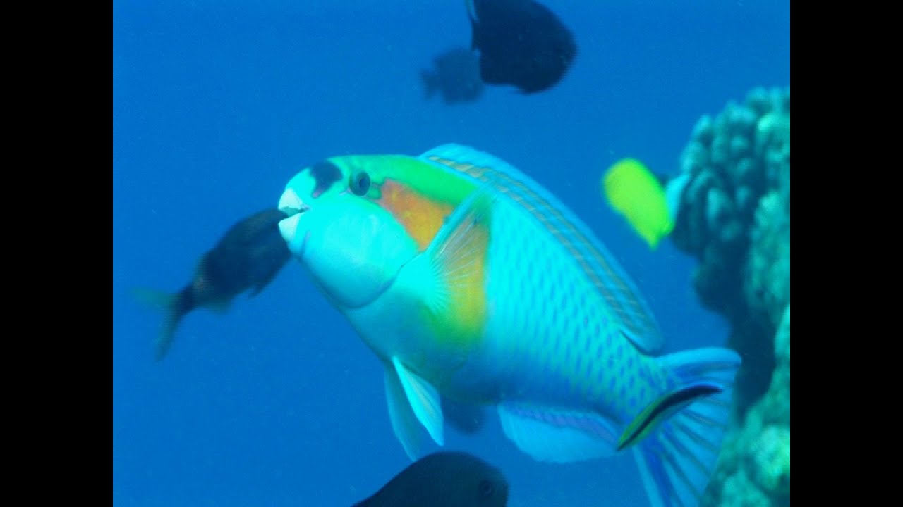 おおもんはげぶだい Bowers Parrotfish 鮑氏綠鸚哥魚 - YouTube
