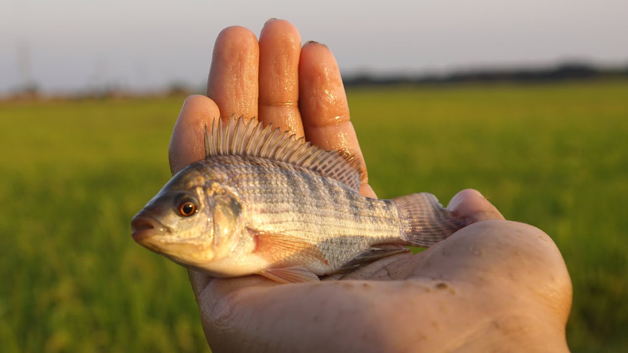 Catch Fishes ! After Water Receded And Rescue Fish From Dry Pond - YouTube