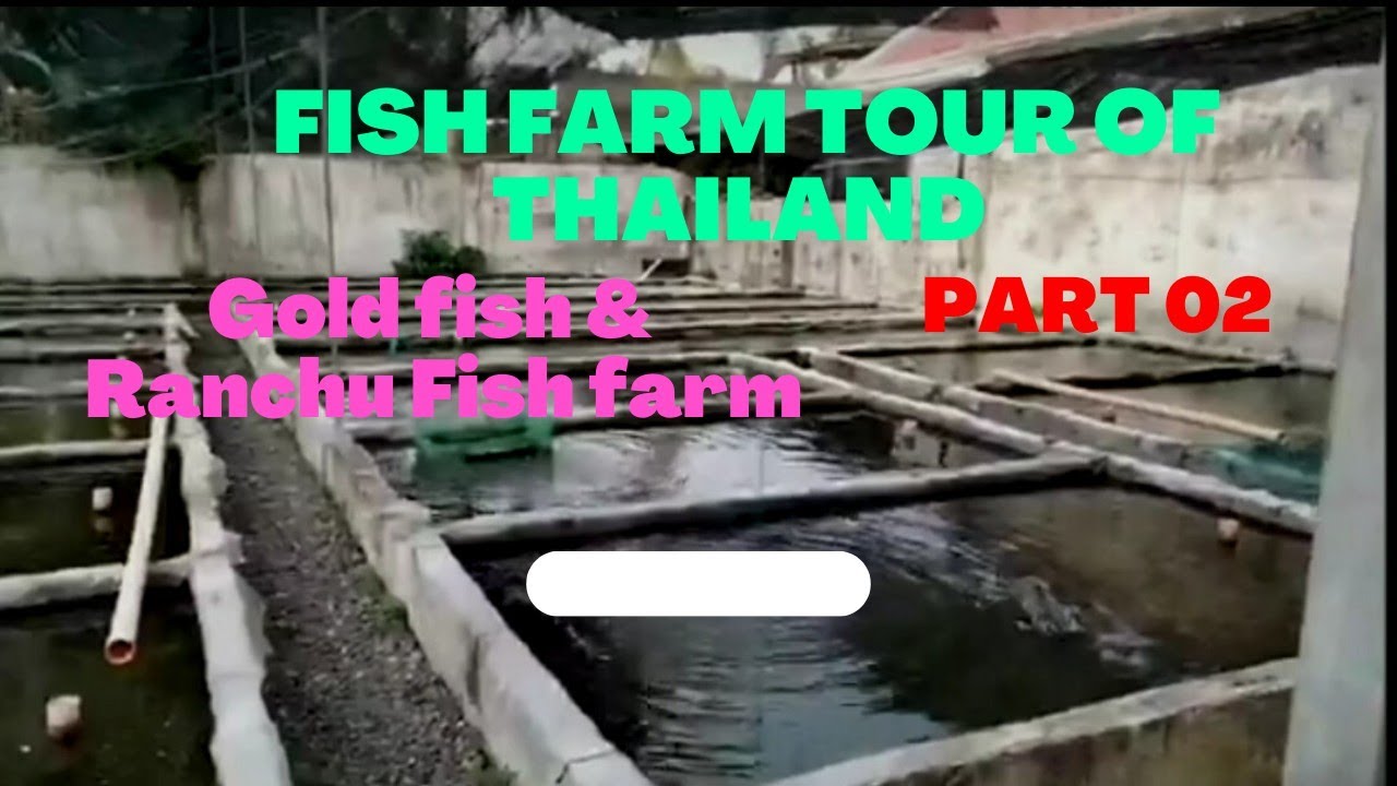 Gold fish farm 😍😍😍 part 02 biutifull home farming thailand ️ ️😍😍 ...
